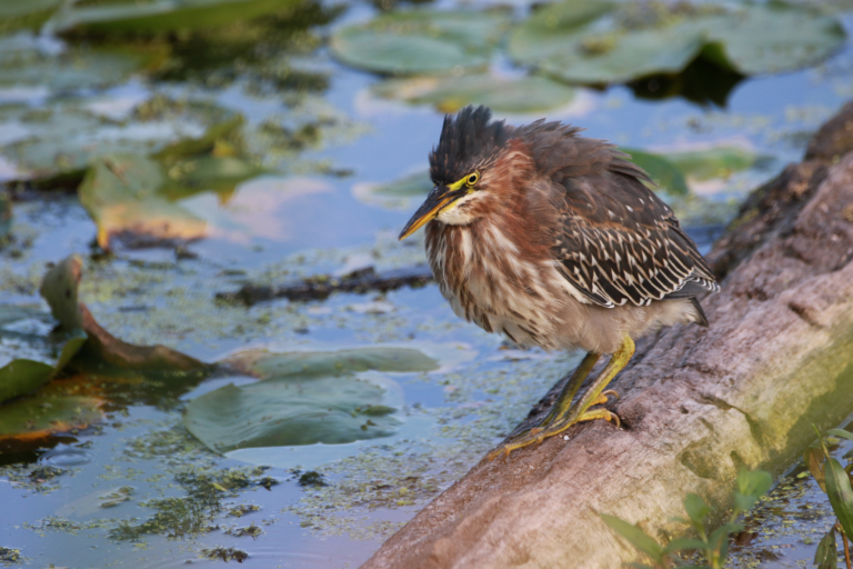 A Short, Subjective Guide to Washington Birding – TATLER