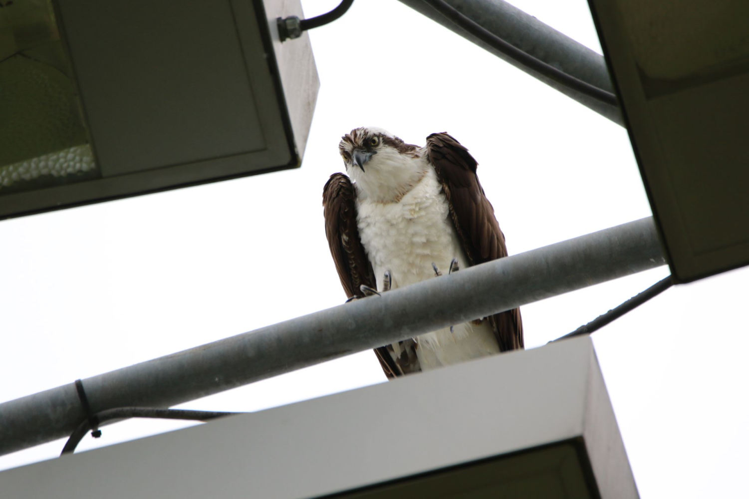 A Short, Subjective Guide to Washington Birding – TATLER